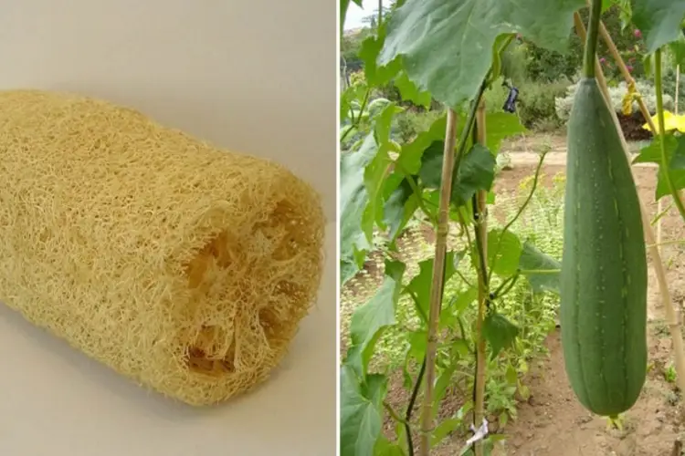 Benefícios do uso da Bucha vegetal - Receitas Brasileiras