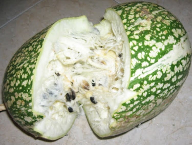 Receita de Doce de gila ou chila - Receitas Brasileiras